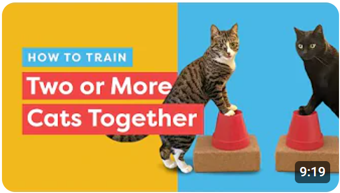 How to train two (or more) cats together – GoPoofy